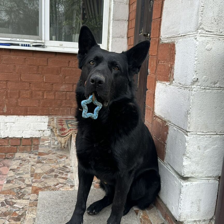 Щенки немецкой овчарки