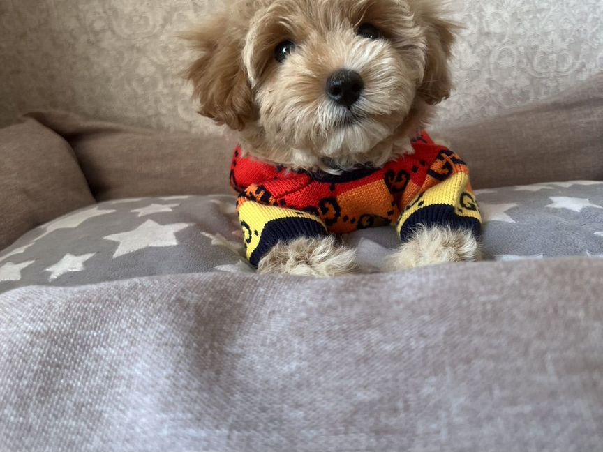 Мальтипу F1 мальчик