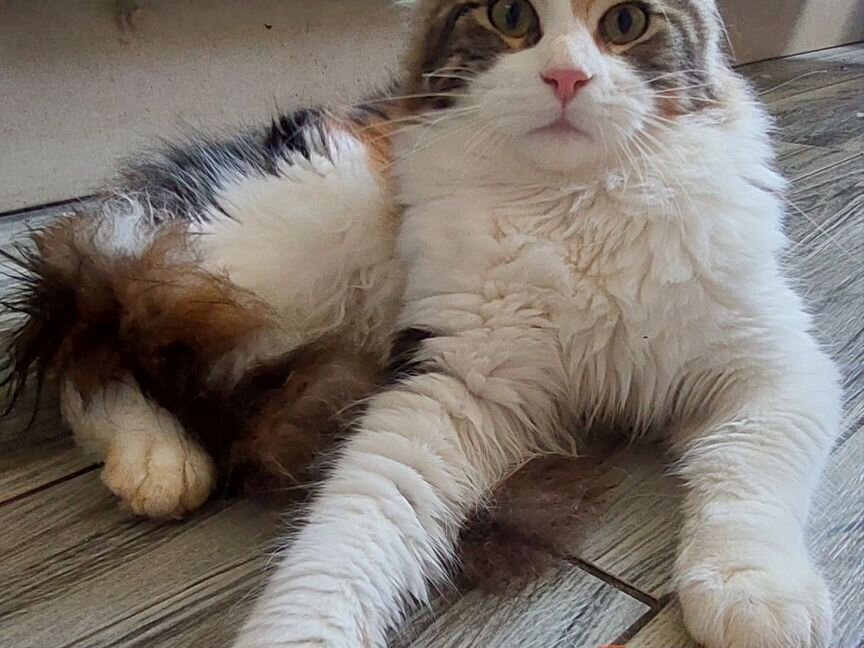 Мейн-кун черепашки