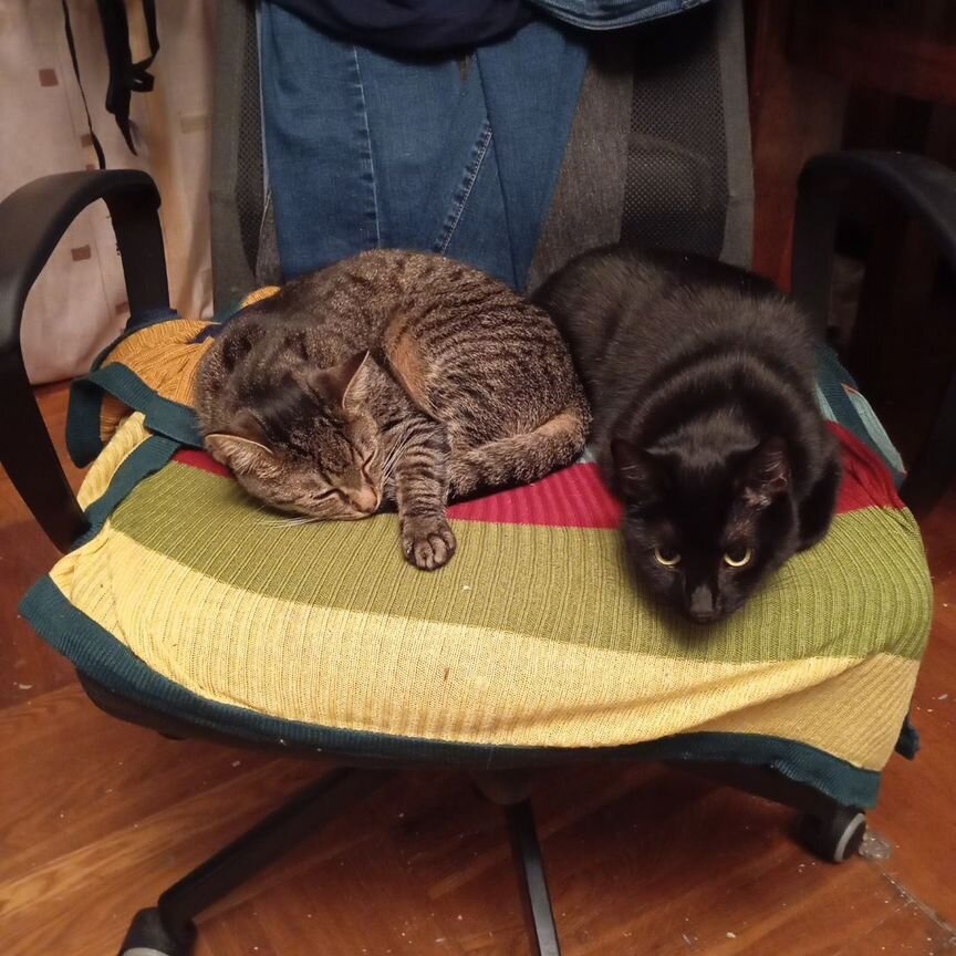 Молодые котята в добрые руки