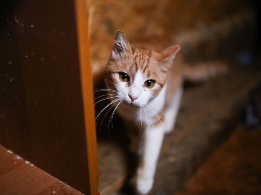 Витаминка радости Лиска