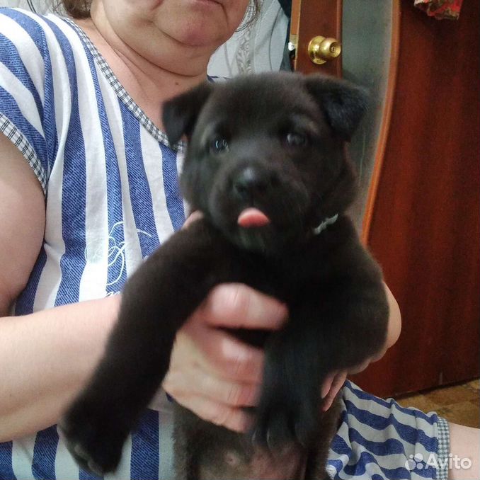 Щенок немецкой овчарки. 1.5 месяца