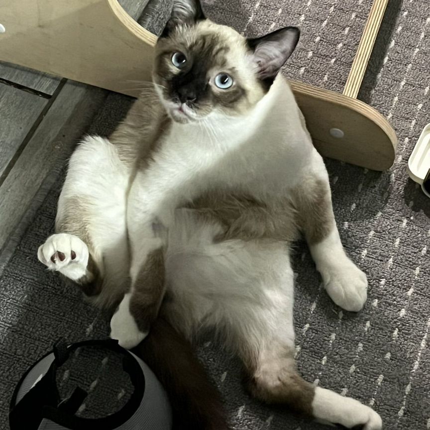 Тайский котёнок
