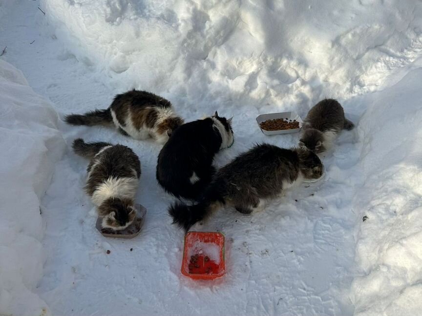 Нужно спасать кошек живущих на крыше