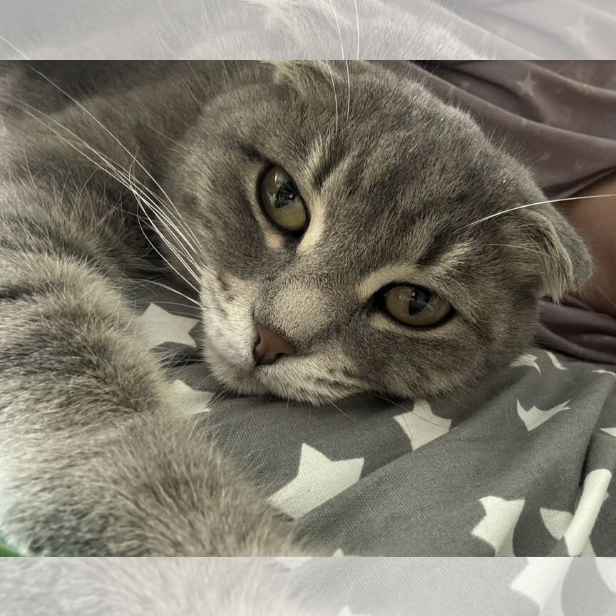 Шотландская вислоухая длинношёрстная, взрослая кошка