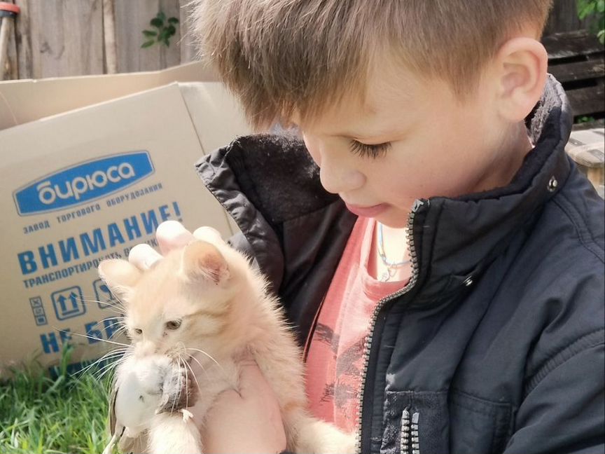 Котята в добрые руки