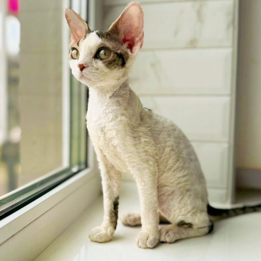Котята девон-рекс
