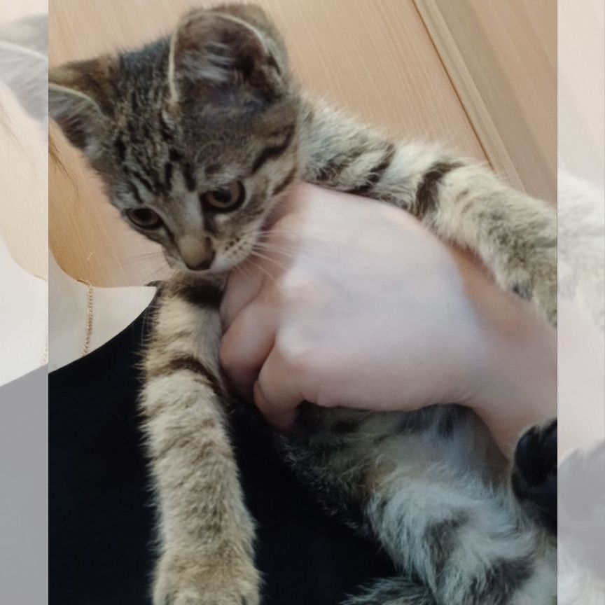 Котёнок в добрые руки