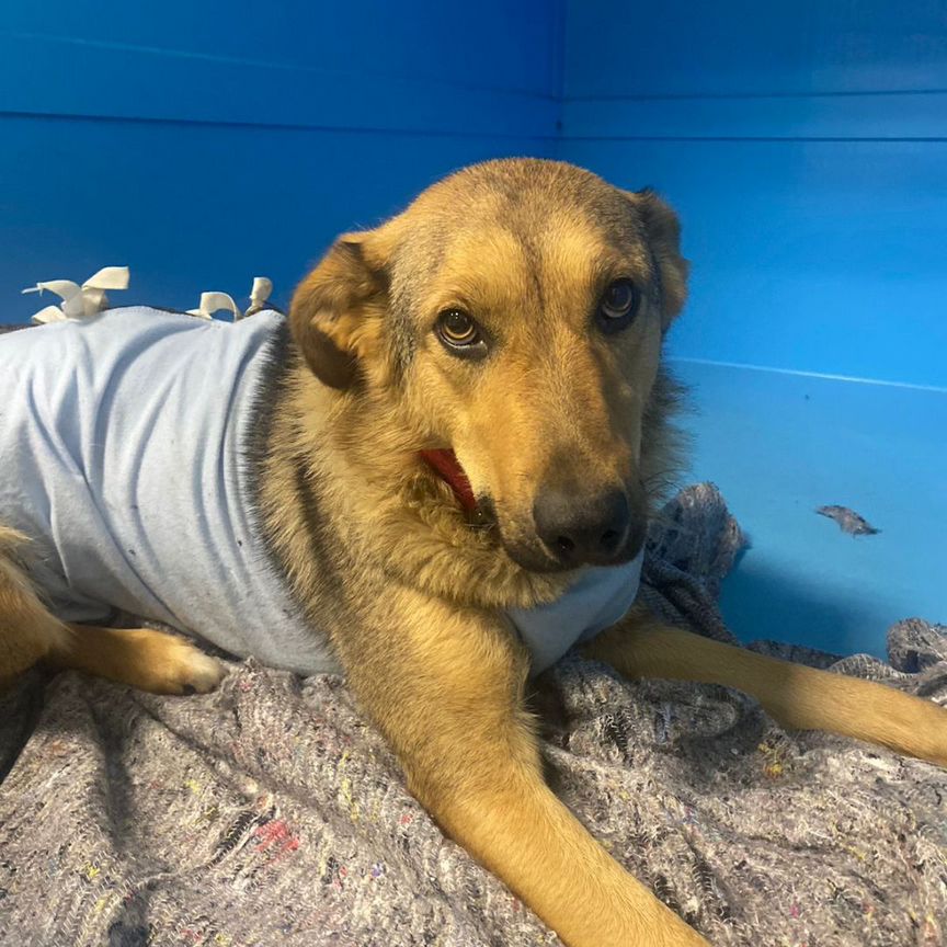 У Сосны умер хозяин.Никому не нужна и идёт на улиц