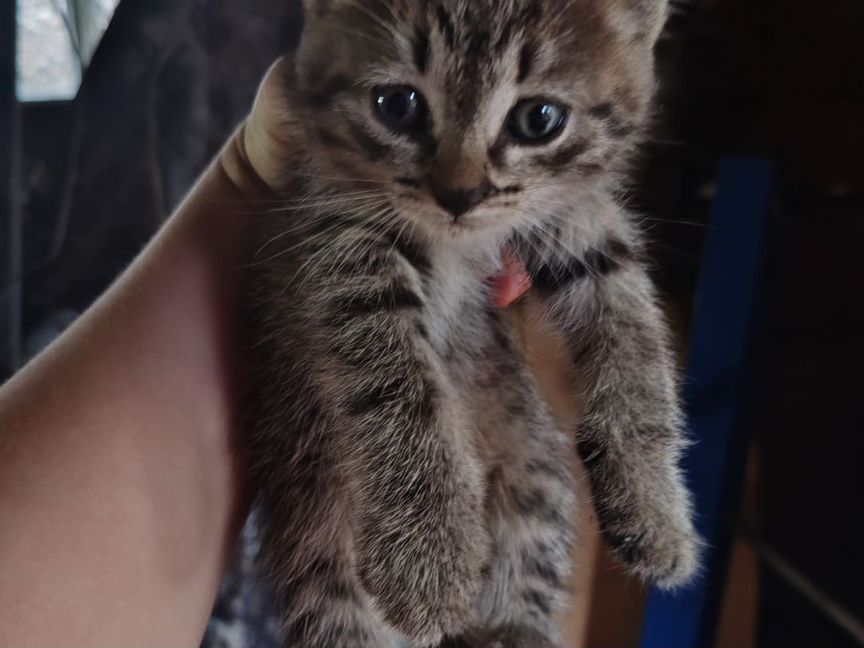 Кошка