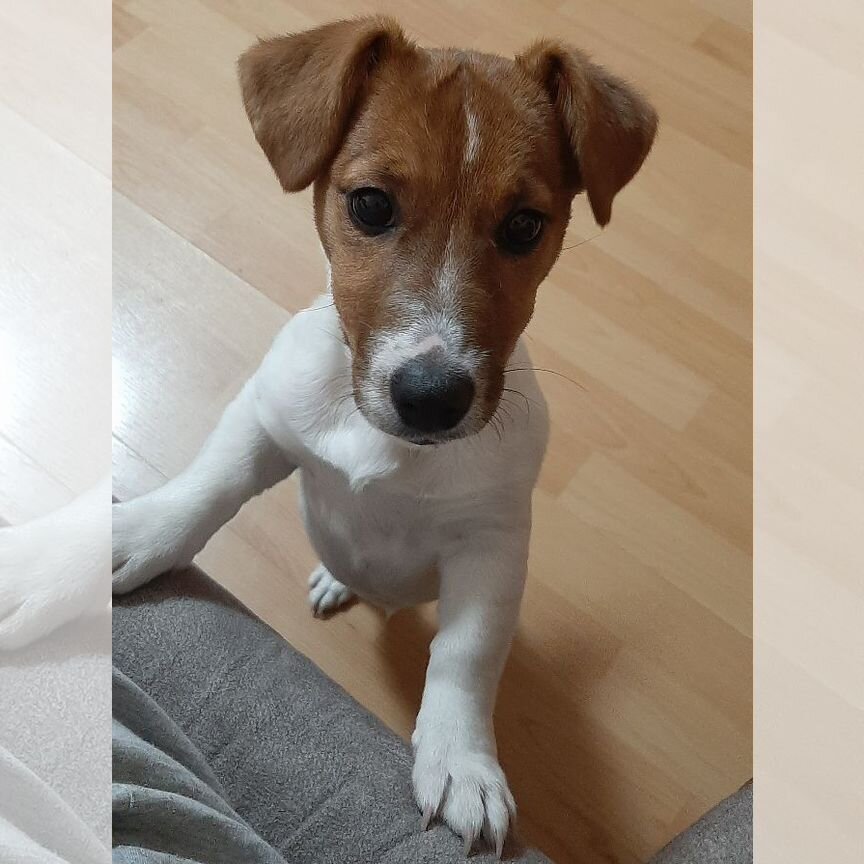 Джек-рассел-терьер, щенок