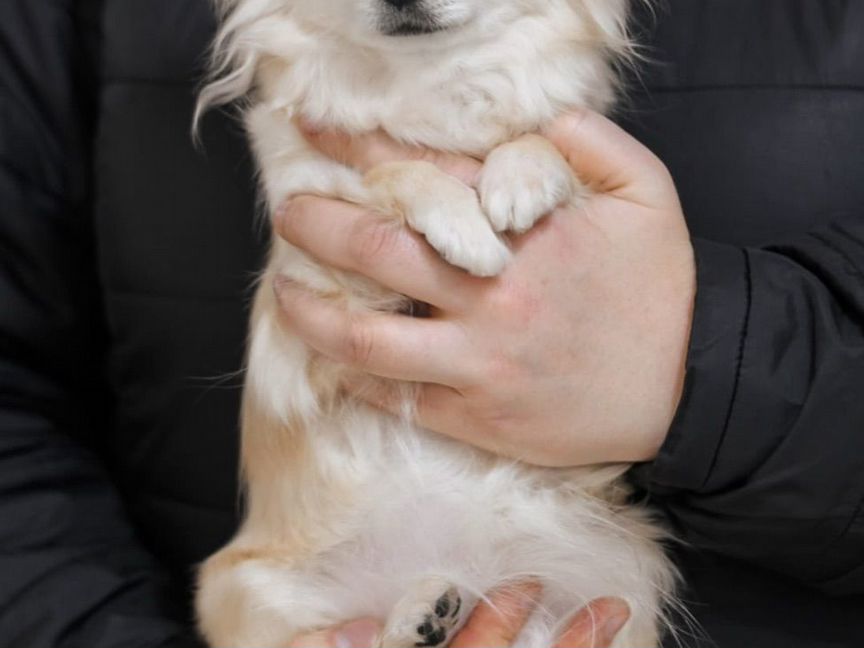 Девочка чихуа - Лучший Подарок на Новый год