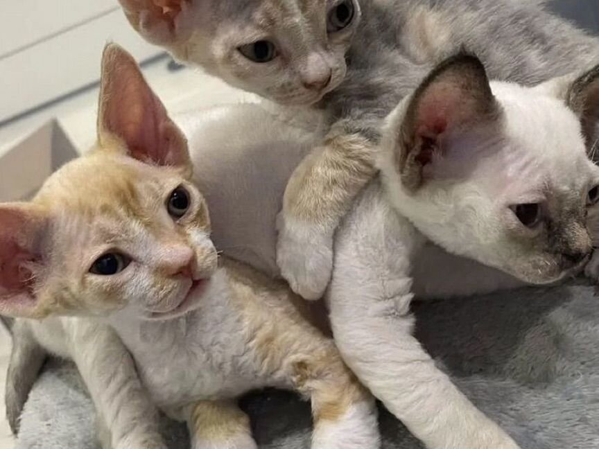Котик Девон-рекс
