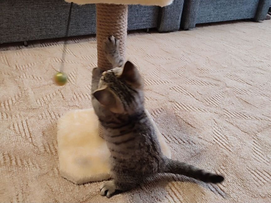 Котенок Британец