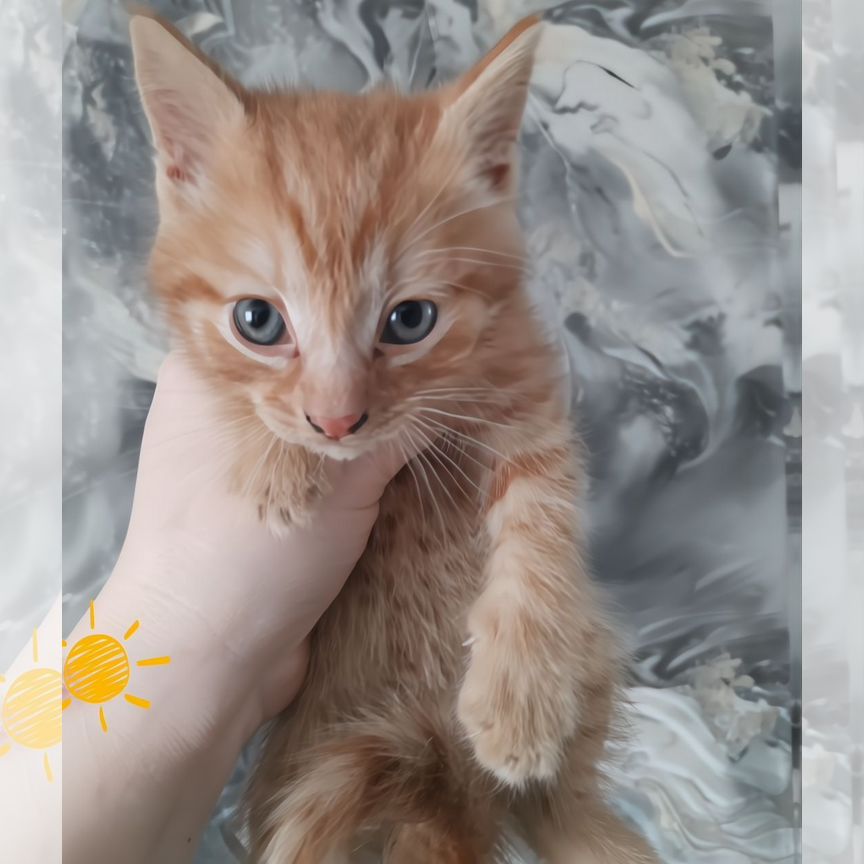 Котёнок в добрые руки