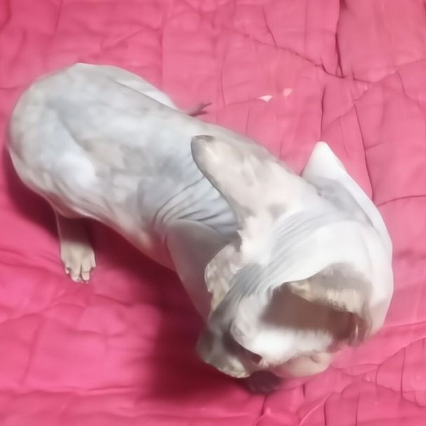 Канадский сфинкс, взрослая кошка