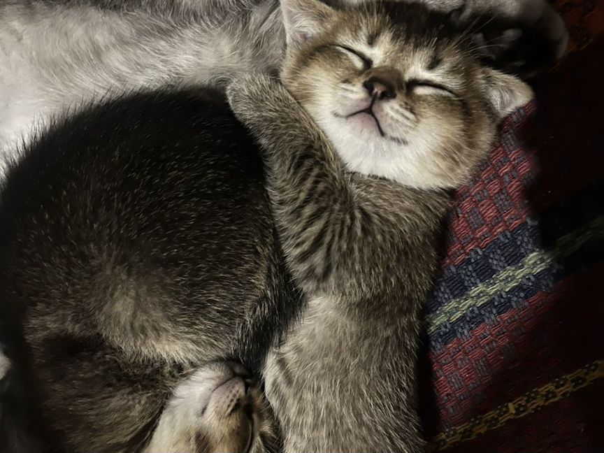 Шотландские котята