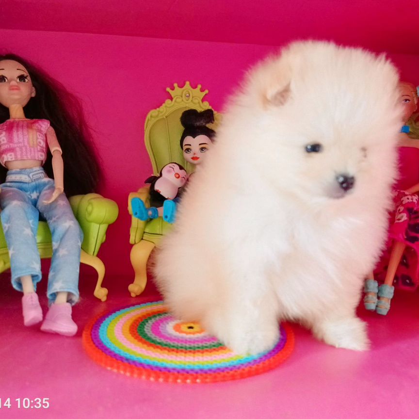 Рождественские чудо - помы)