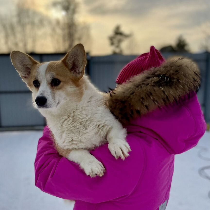 Продаются девочки Корги