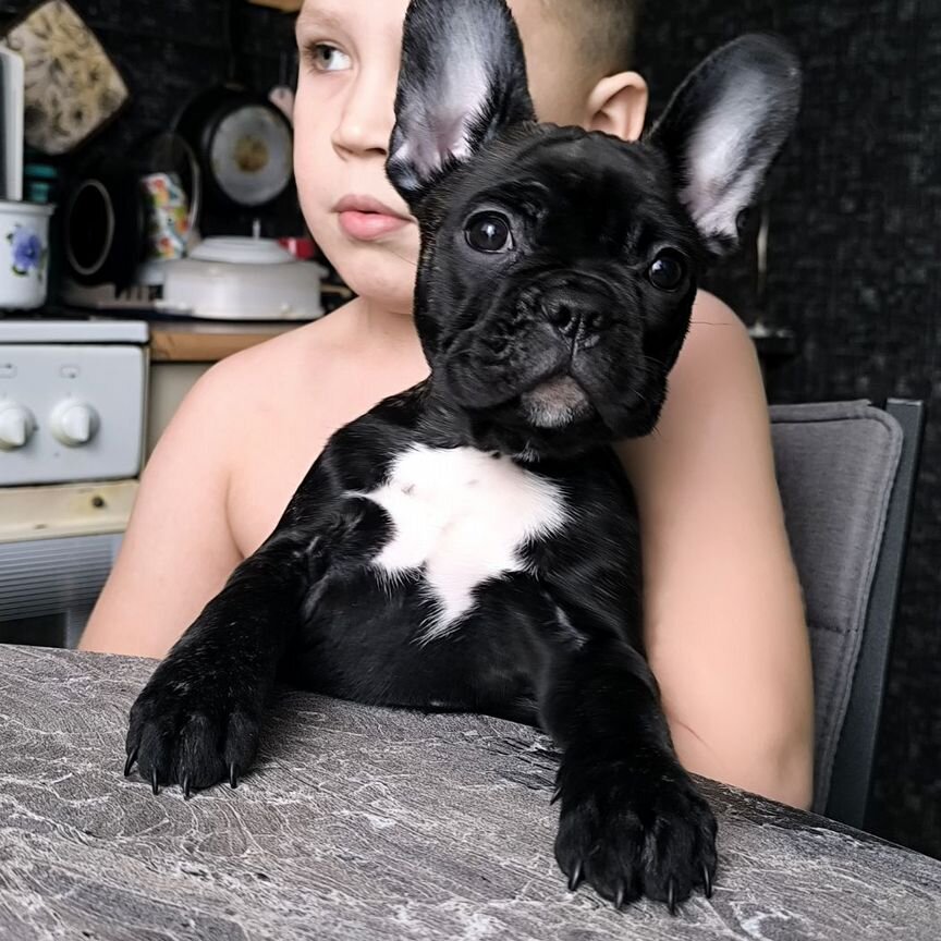 Французский бульдог, щенок