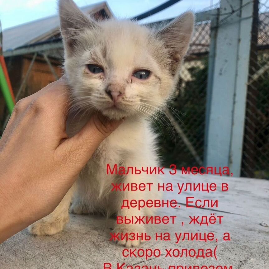 Котята 3 месяца бесплатно