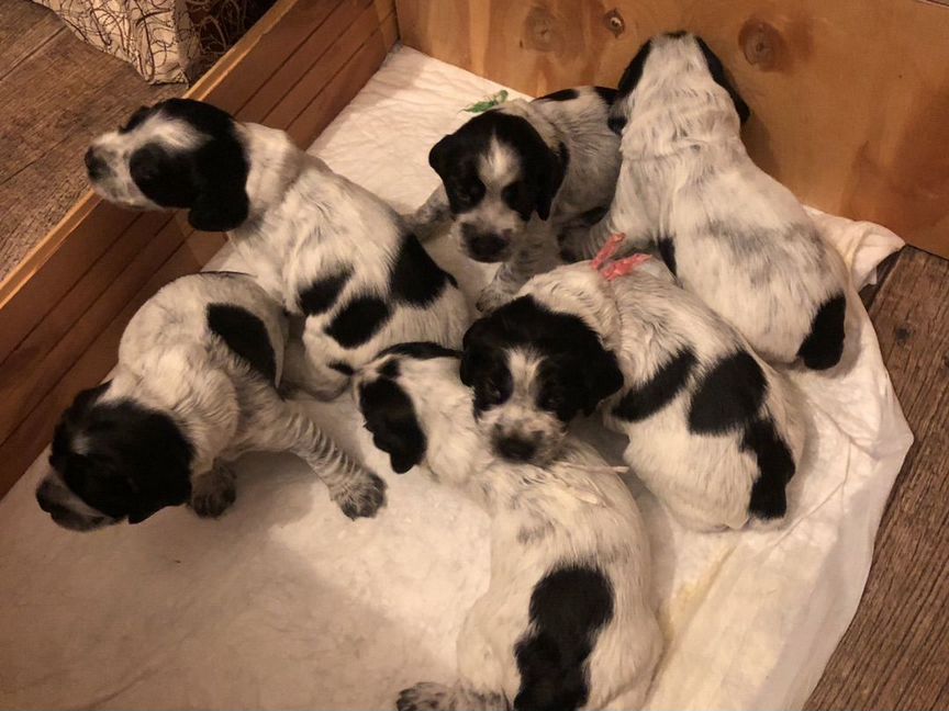 Щенки русского охотничего спаниеля