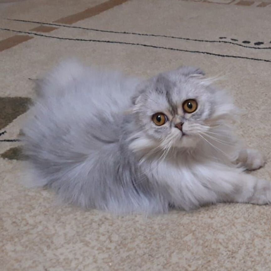 Шотландский котик