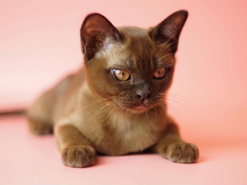 Бурманские котята