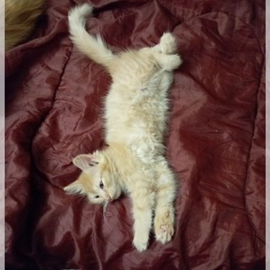 Котёнок в добрые руки