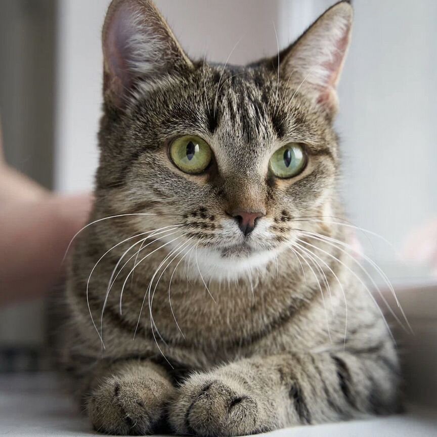 Ася в добрые руки