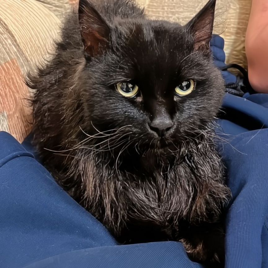 Мейн-кун котёнок