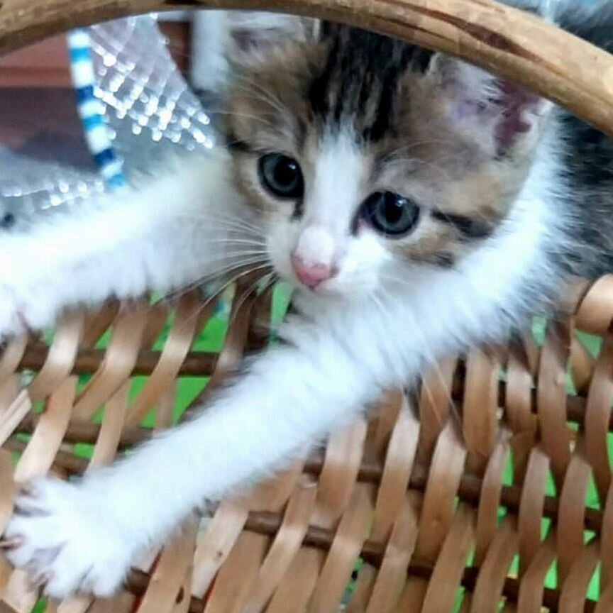 Котята камышовые