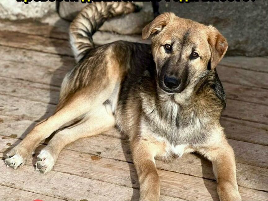 Собака щенок мальчик в добрые руки