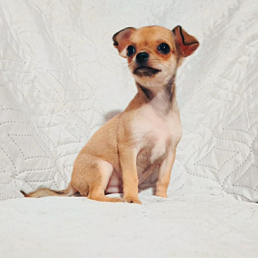 Чихуахуа малыш мальчик