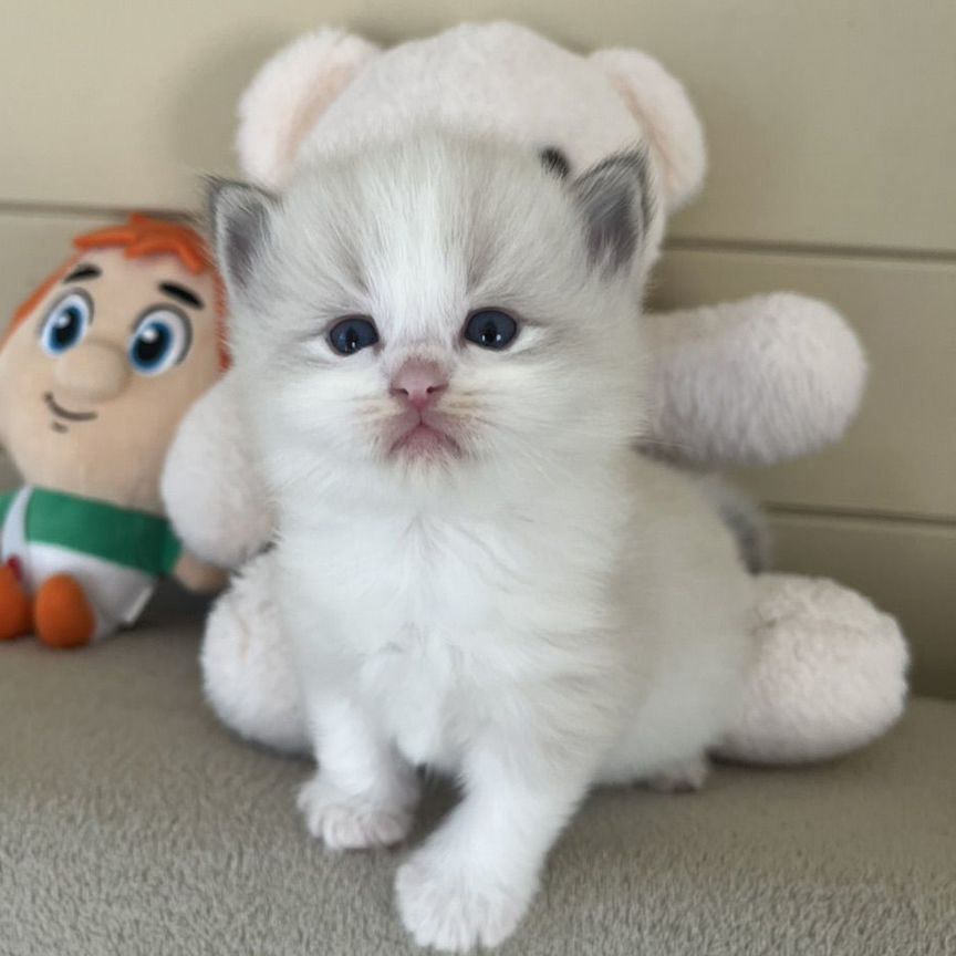 Рэгдолл котёнок