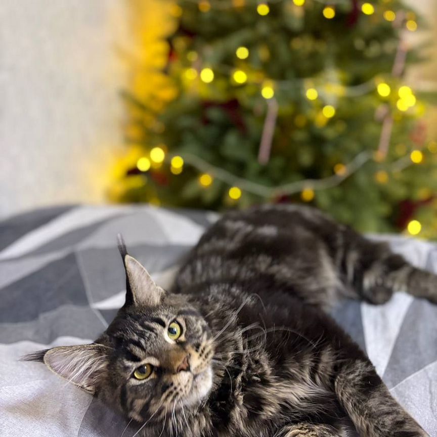 Мейн-кун котёнок