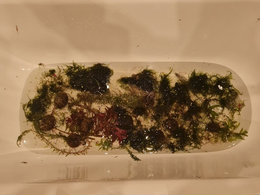 Прополка растений