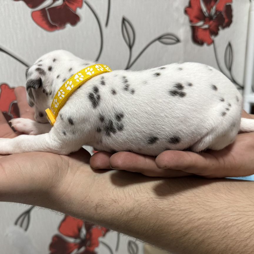 Далматин, щенок