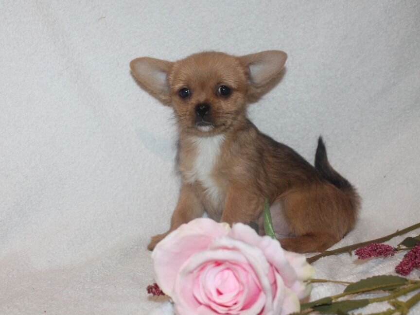 Чихуахуа мальчик