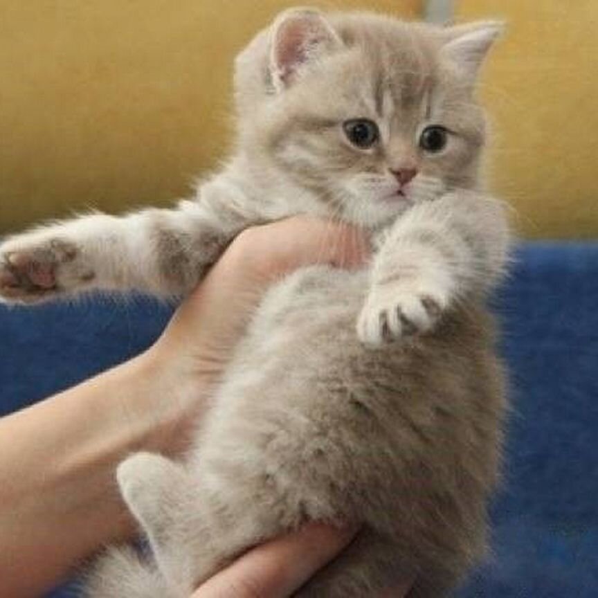 Британские котята