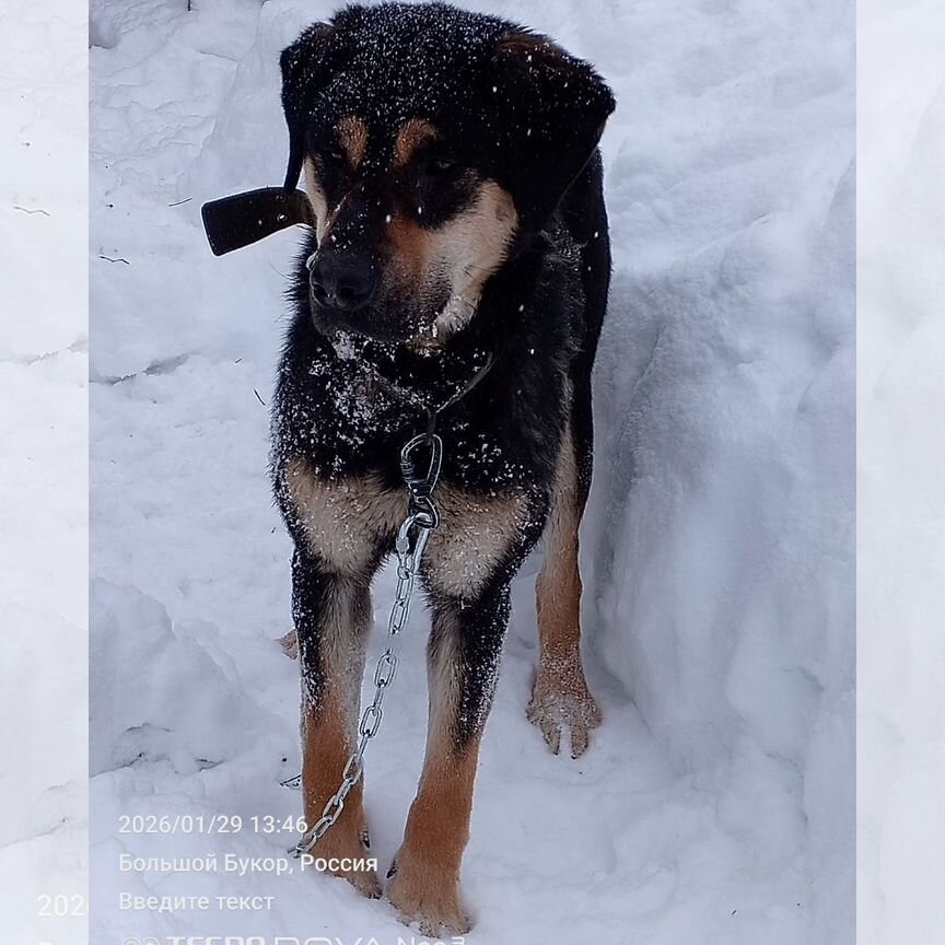 Взрослый пёс в добрые руки