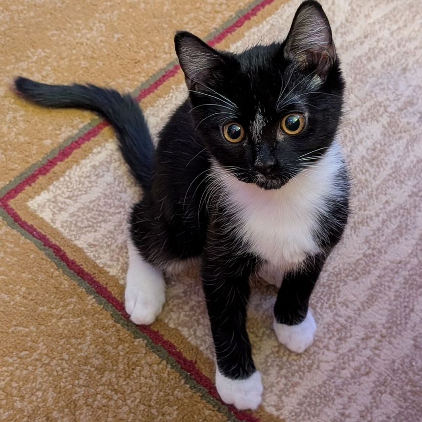 Котёнок в добрые руки