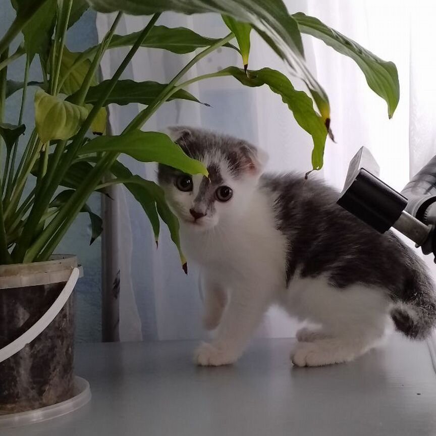 Британский короткошёрстный котёнок