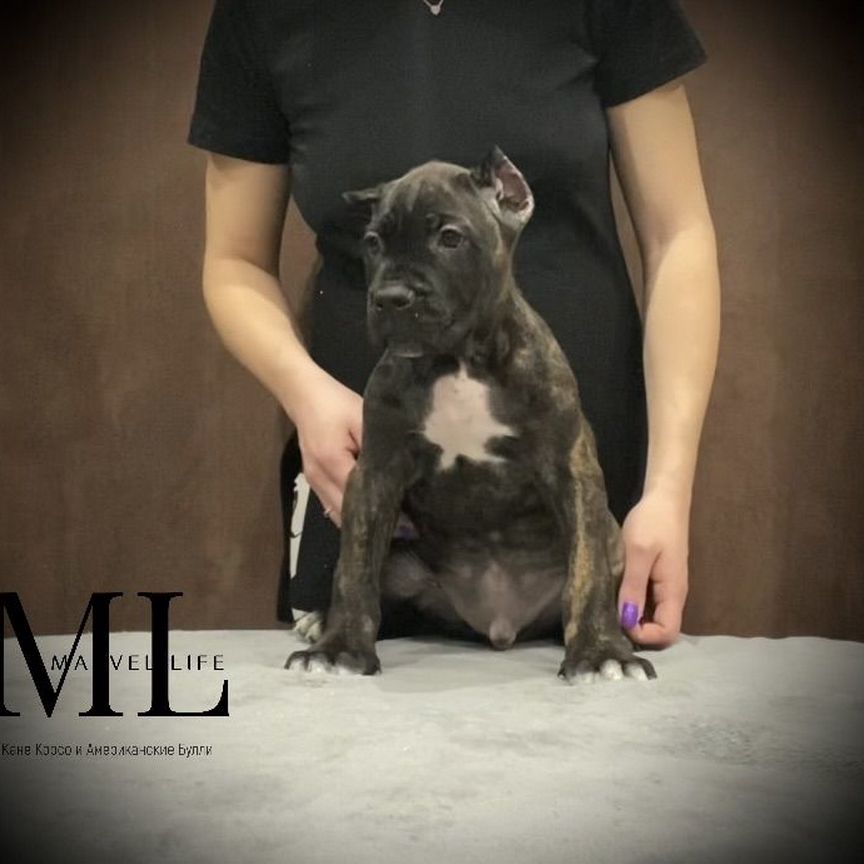 Кане корсо тигр