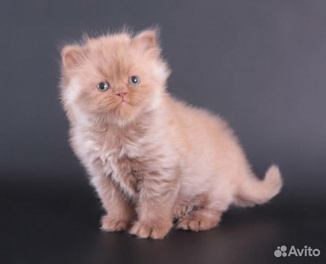 Циннамон котик
