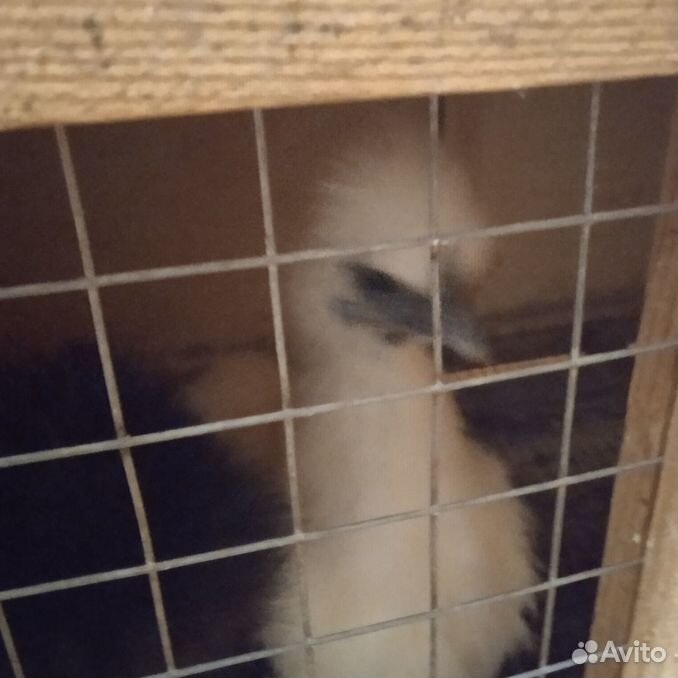 Пара китайских шелковых кур