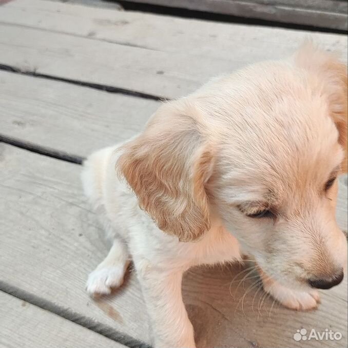 Щенок помесь золотистого ретривера