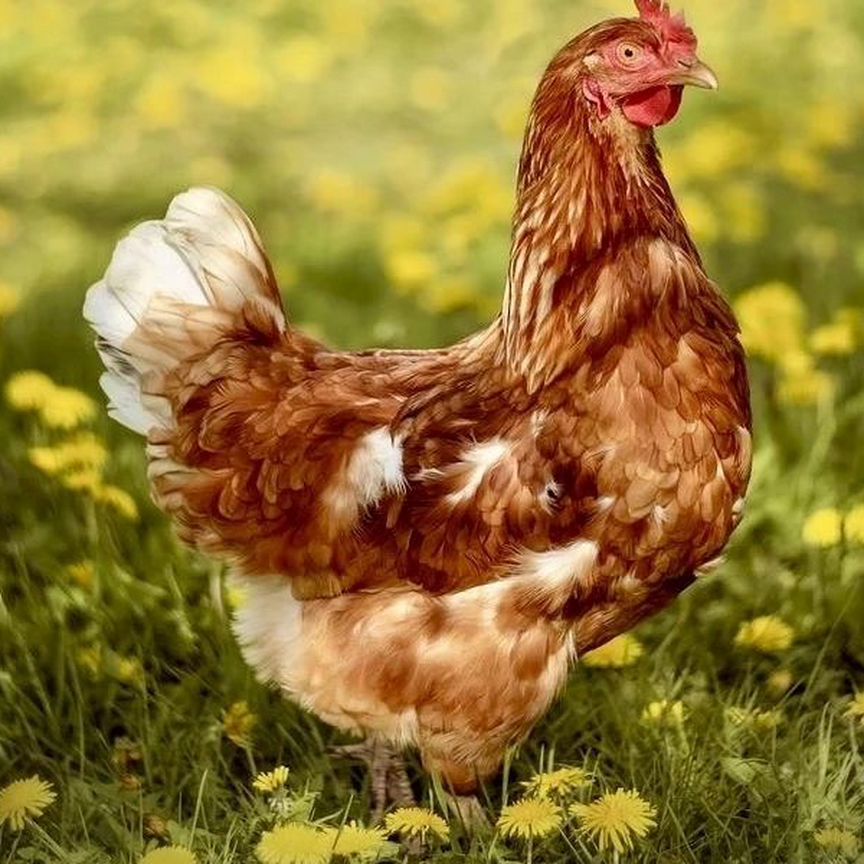 Куры несушки с доставкой