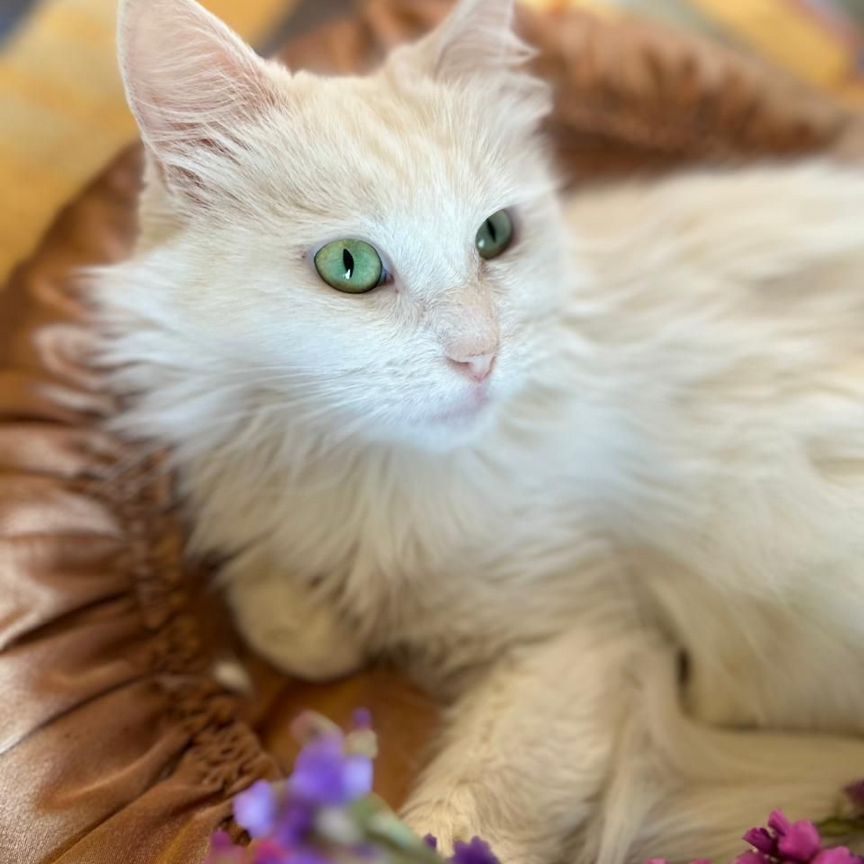 Кошка Шерри с голубыми глазами