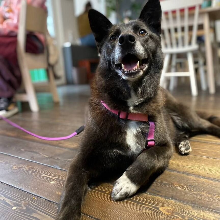 Семейная собака в добрые руки